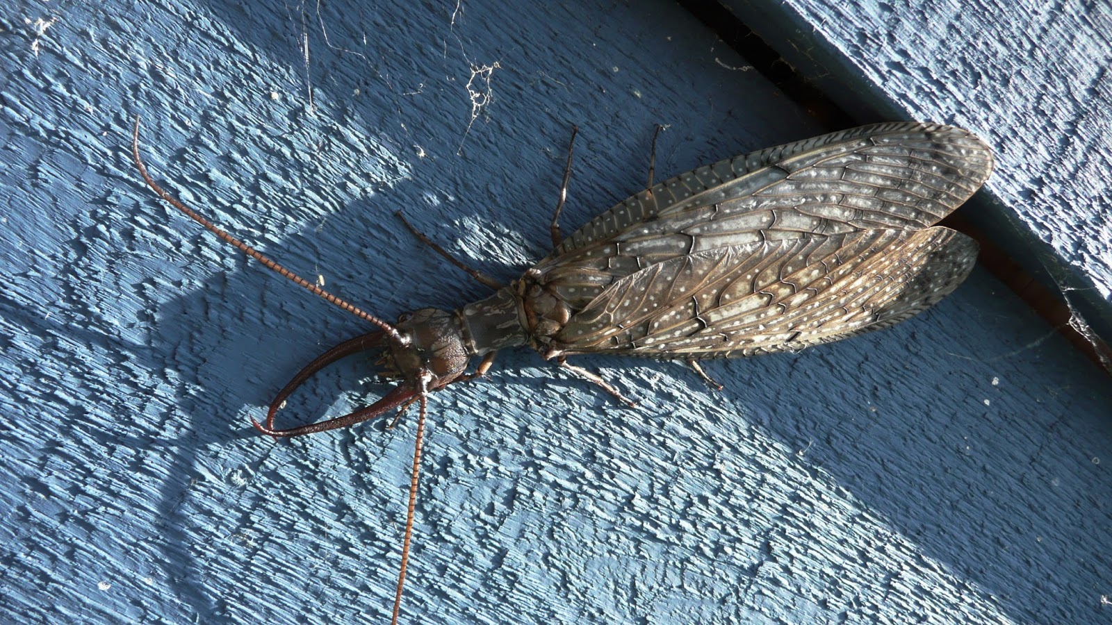 le blog du vieux matou.: Corydale cornue