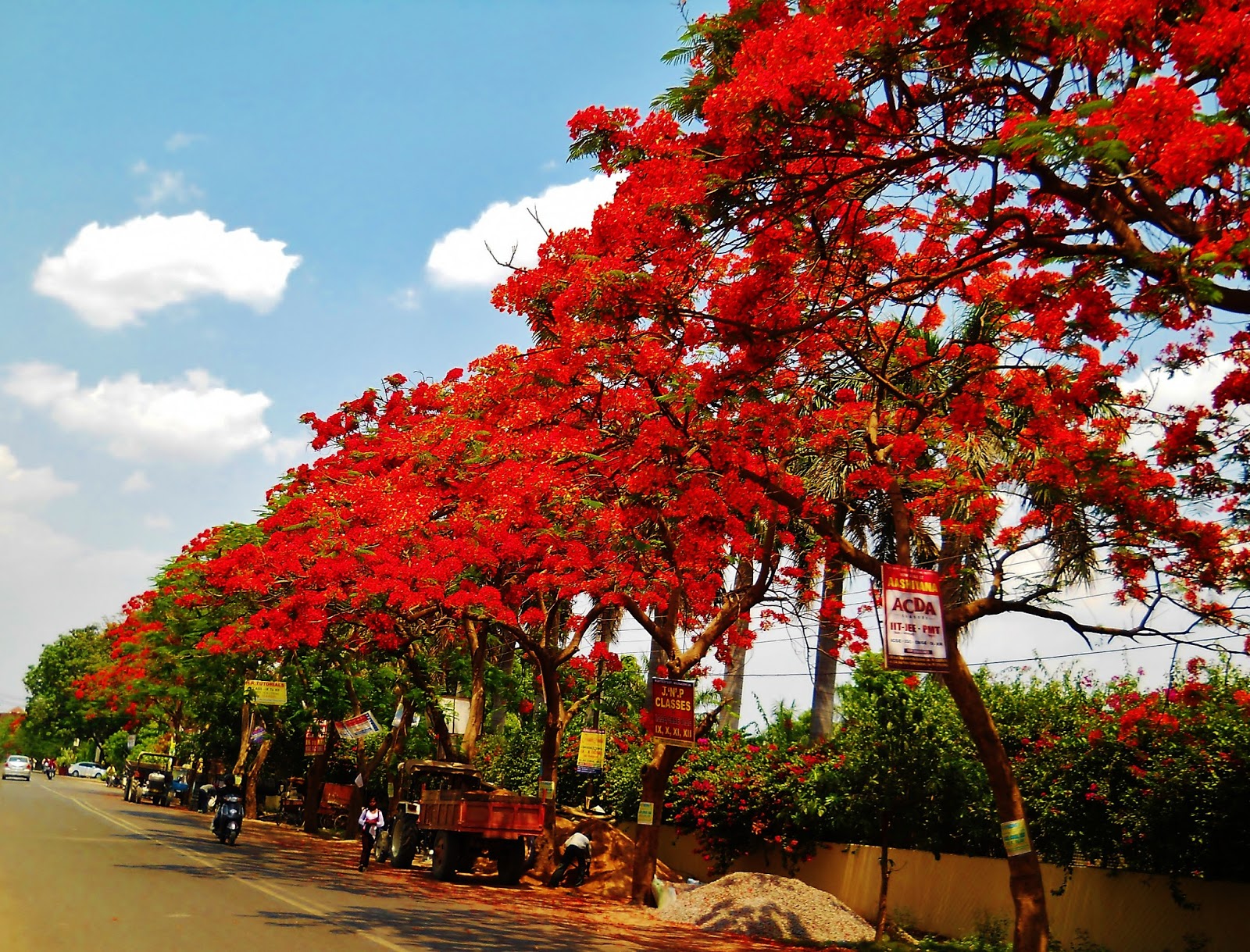 Life,films and nostalgia: Beautiful Trees of Gulmohur