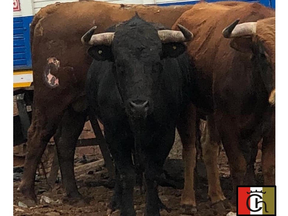 PANORAMA TAURINO DEL PERÚ: TOROS DE TOTO CHIRINOS PARA HUAROS – CANTA
