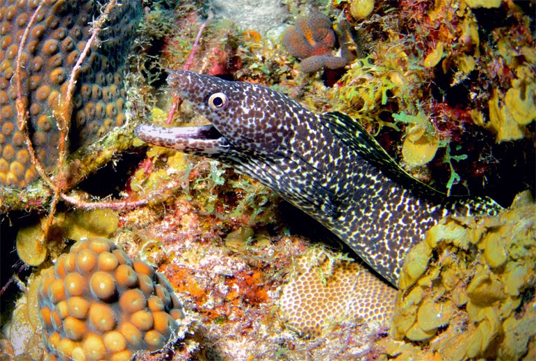 Joe Quinn Images: Curacao: Life on the Blue Edge