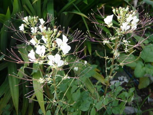 PLANT FAMILIES OF PUERTO RICO AND FLORIDA PAPO VIVES: CLEOMACEAE NÚM 36 ...