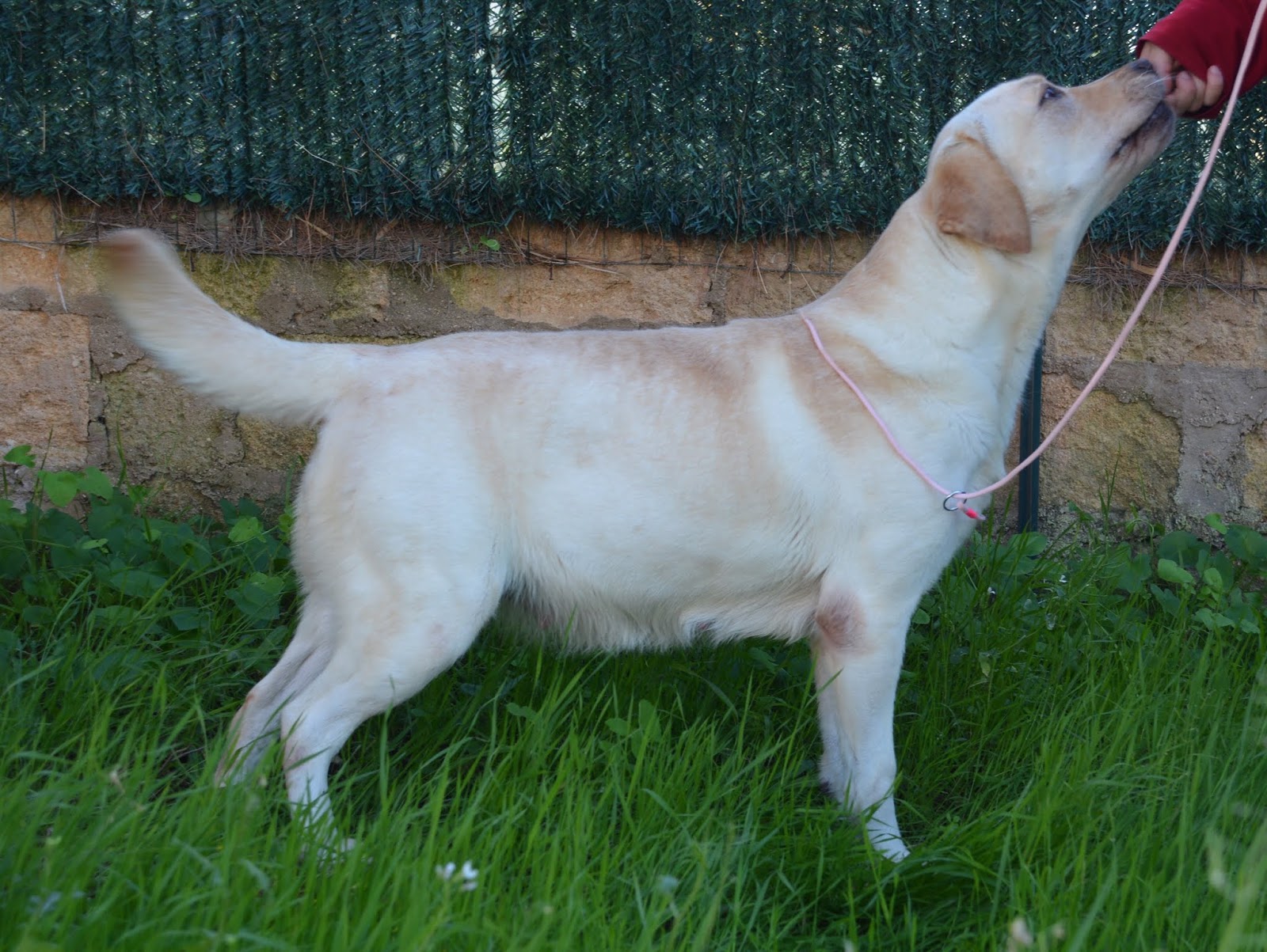 Allevamento Labrador Retriever in Sicilia, Cuccioli Labrador Retriever ...