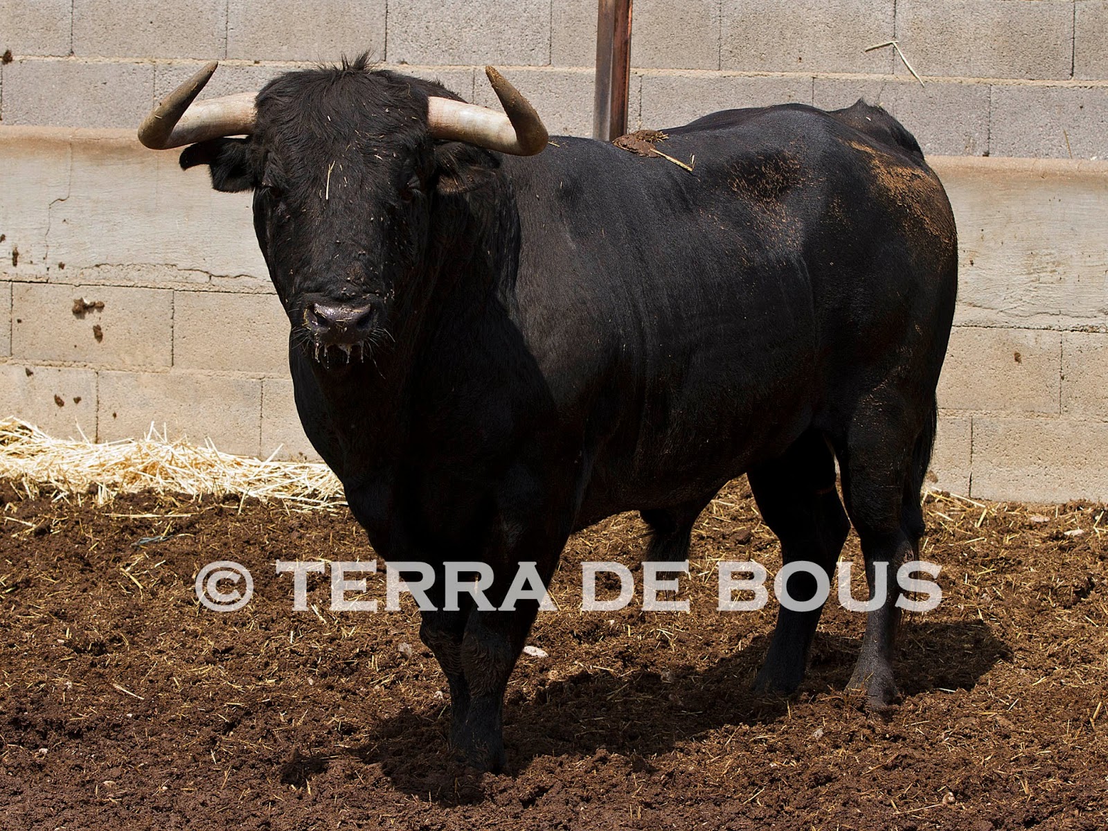 TOROS CERRILES PARA SAN JUAN DE MORÓ (CASTELLÓN)