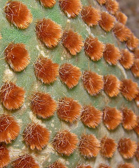 A Digital Botanic Garden: Prickly pear, Opuntia macrocentra, Cactaceae