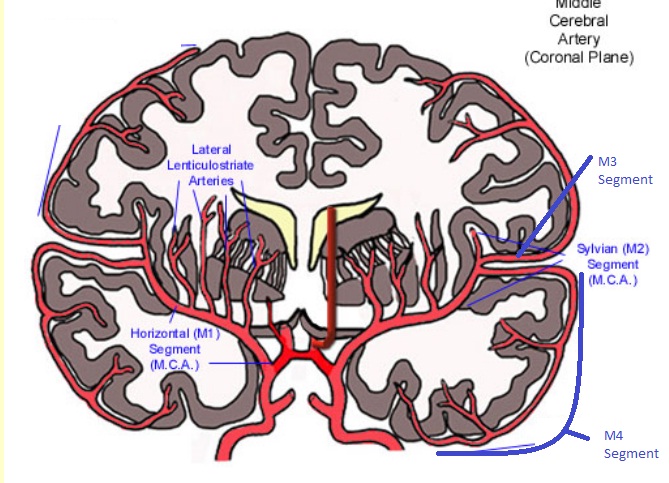 Dr.Sharath's Blog: MCA Segments