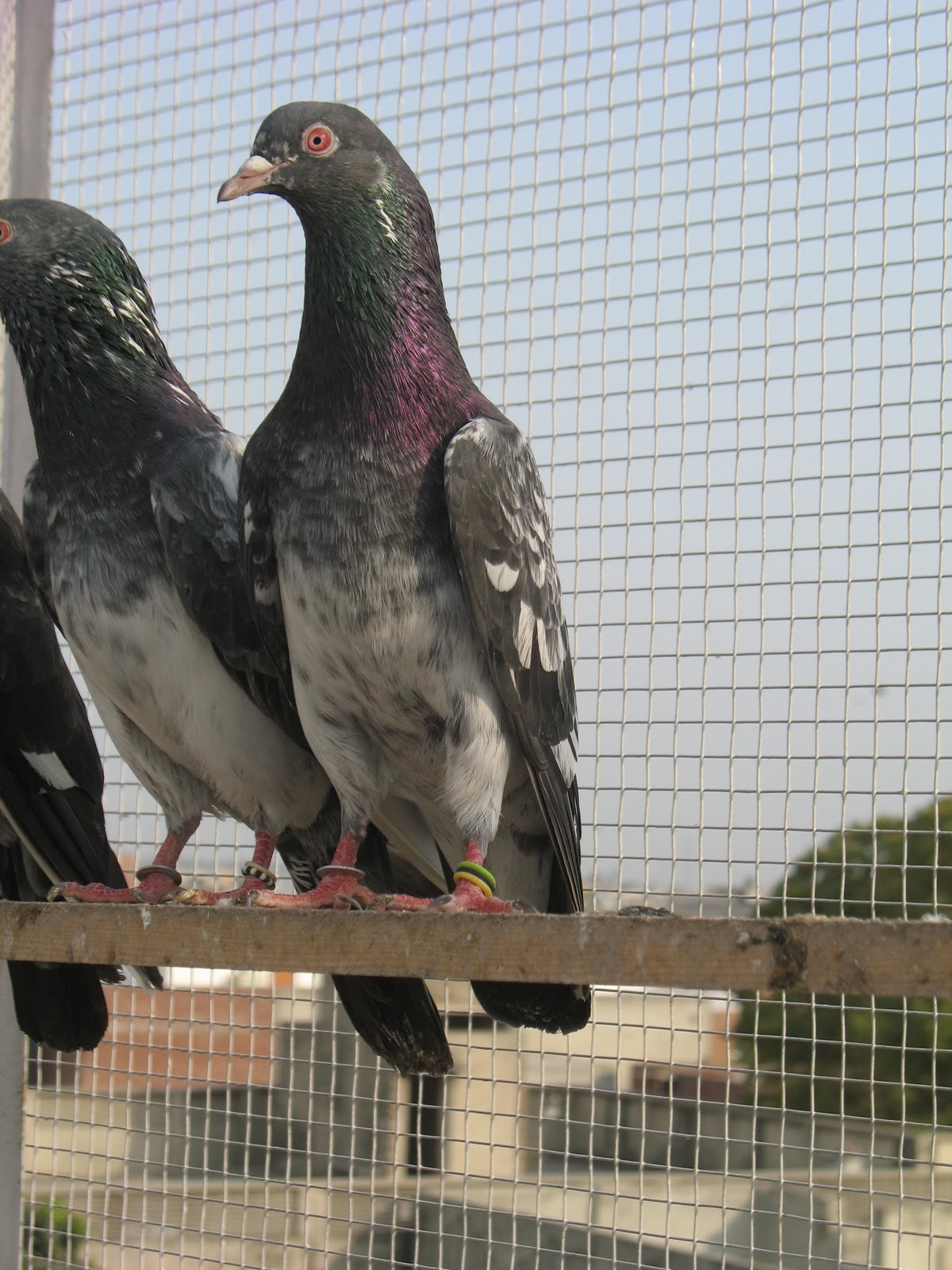Pakistani Tipplers (Kabootar Baaz) | UK & USA Pigeons | Fancy Pigeons ...