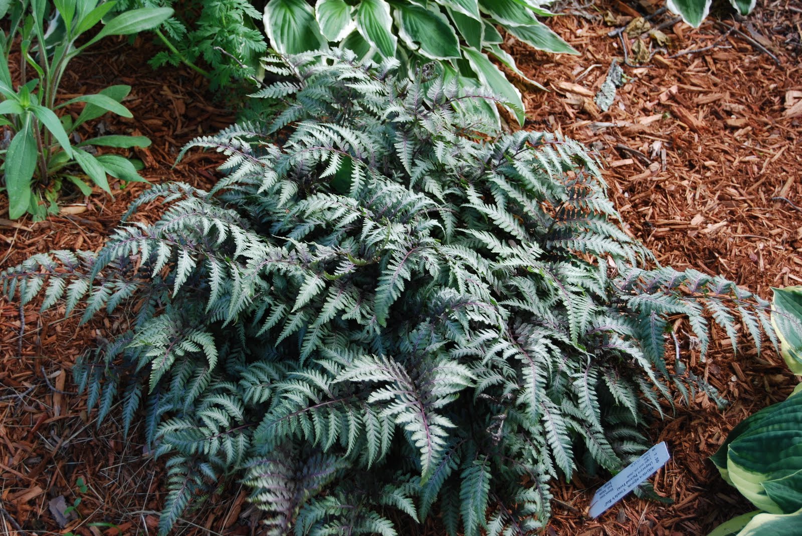 The Garden Manscape: Japanese Ghost - Athyrium naponicum
