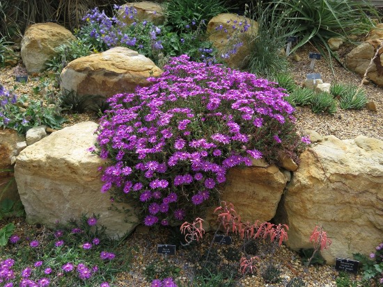 Nadezda's Garden and Home : Alpine Plants