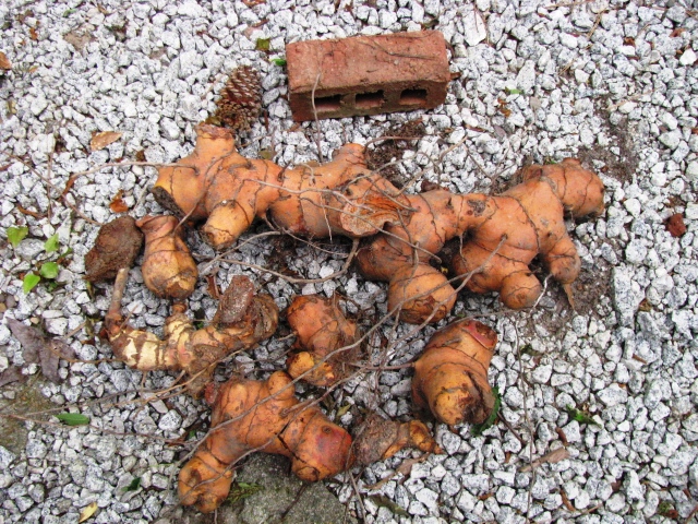 In the Garden: Greenbrier