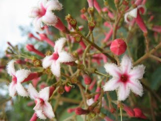 RUTA TURÍSTICA DE LA CASCARILLA O QUINA