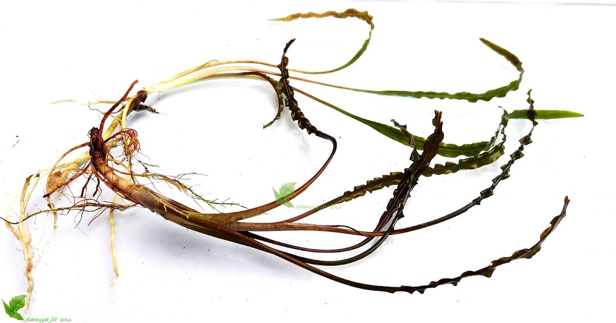 NATIVE AQUATIC: Cryptocoryne retrospiralis