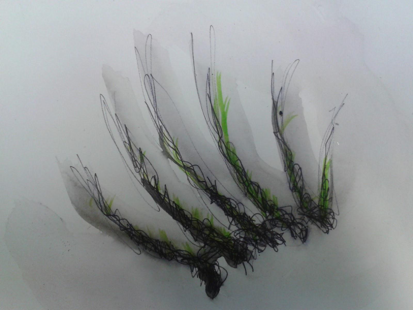 Art Portfolio: Drawing of shells with pen