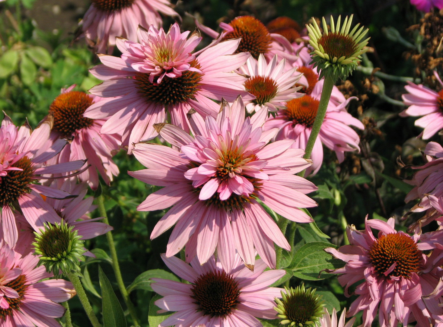 Father Julian's Blog: Oregon flowers