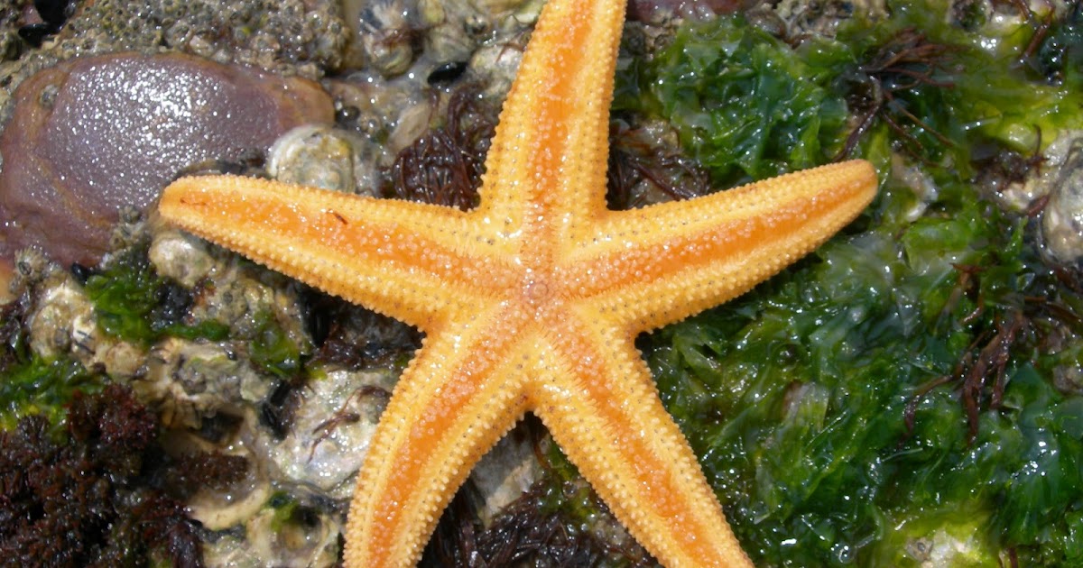 Transit Notes: STARFISH AND OTHER GIFTS OF LIFE