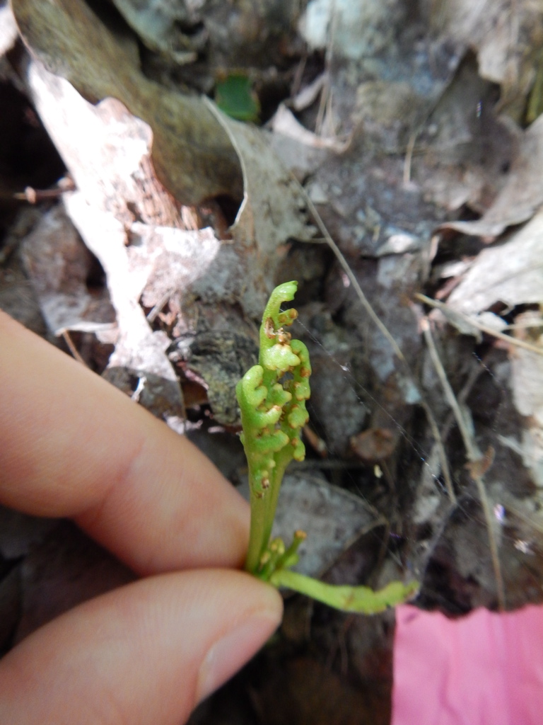 Botanizing: In Love with a Goblin...Fern