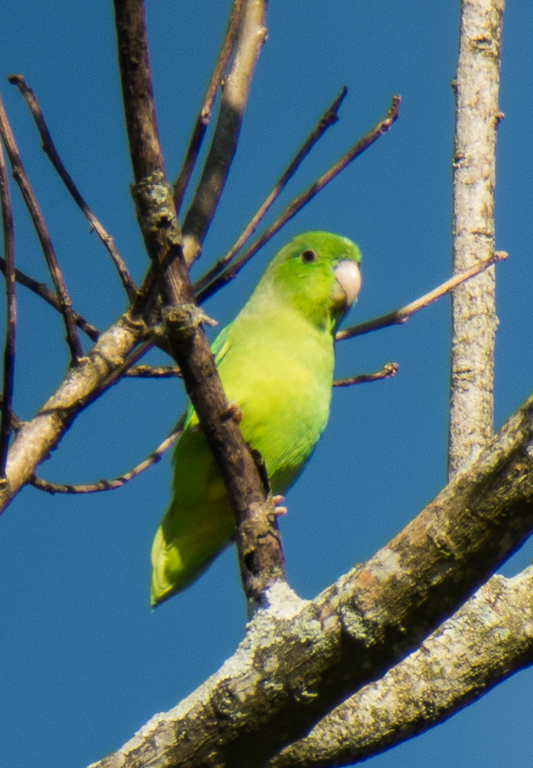Len's Lens - Confessions of a digiscoper: T-T: Green-rumped Parrotlet ...