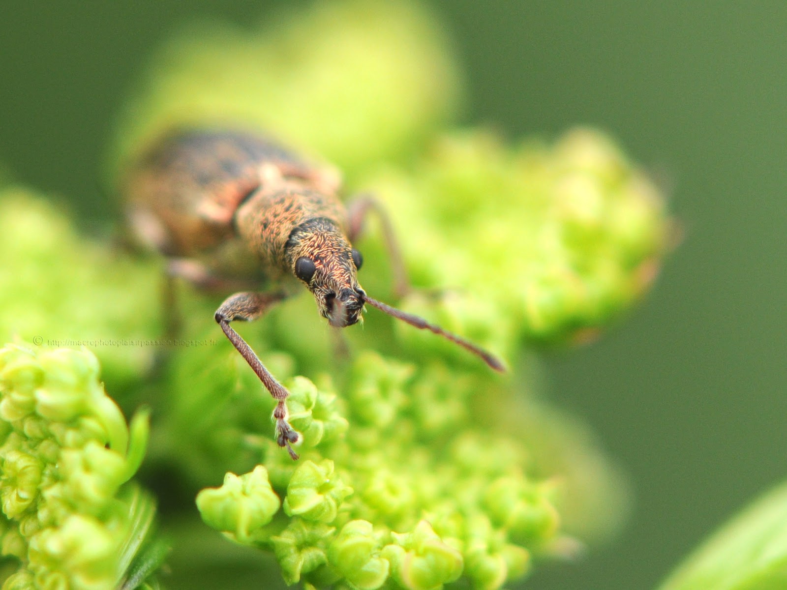 Macrophoto plaisir passion: Le Phyllobe du poirier, Phyllobius Pyri