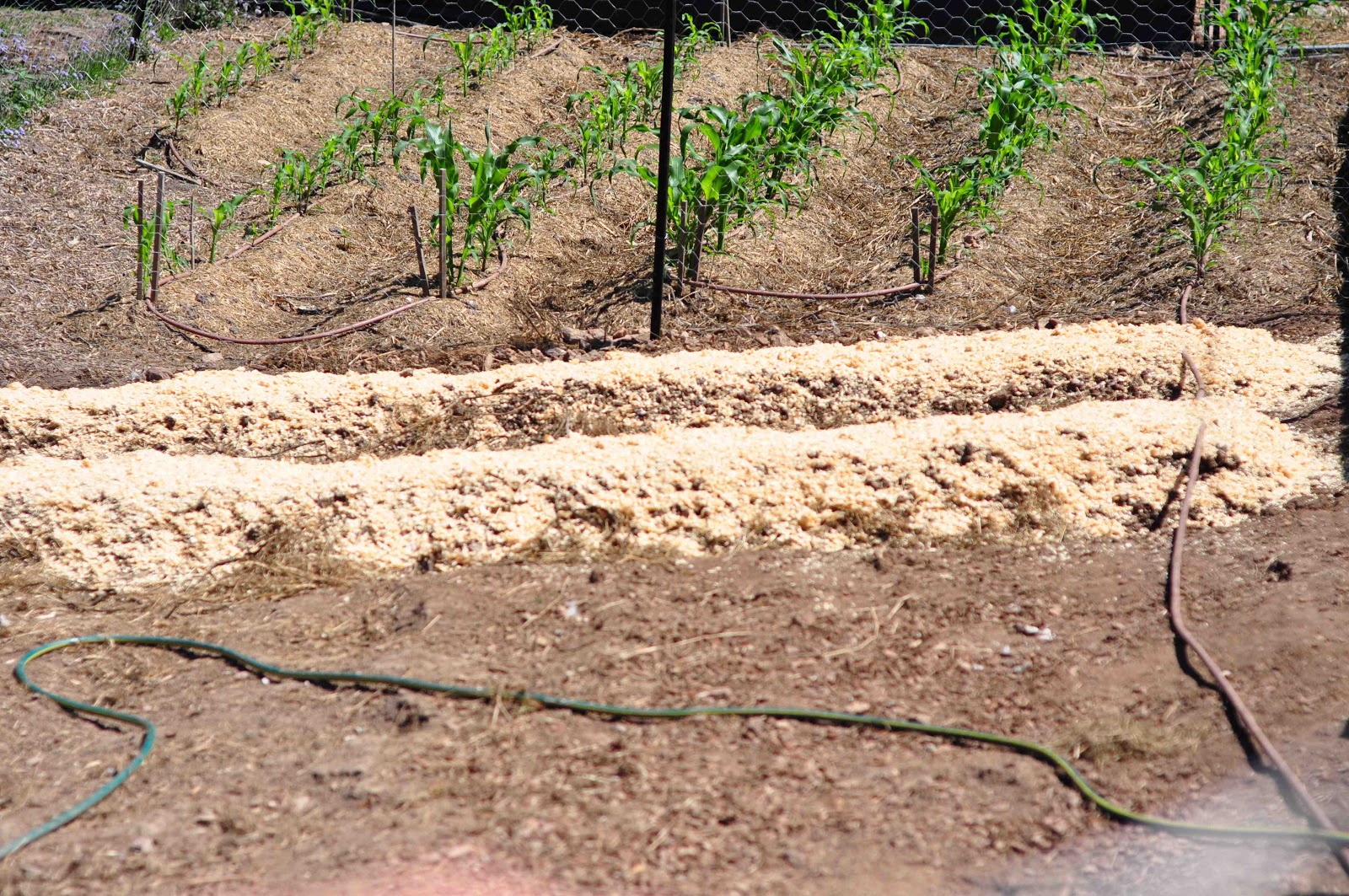 Barefoot Bounty: Remember the ginger farm?