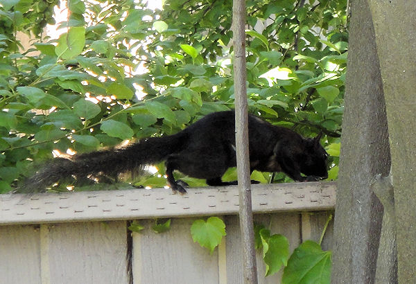 Left Field Wander: A Sneaky Rodent