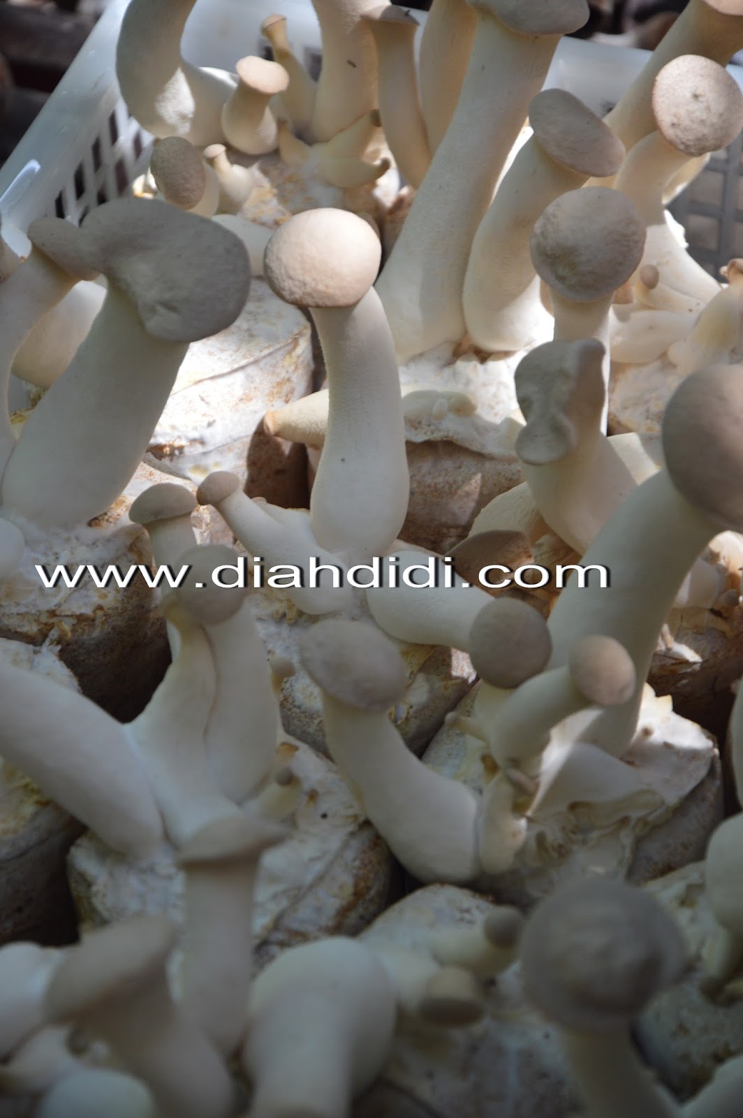 Diah Didi's Kitchen: Tak Pernah Bosan..Makan di Warung jejamuran..Jika ...