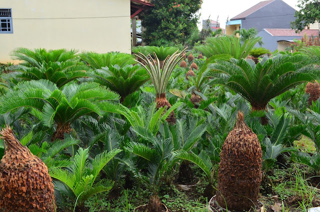 Mekar Jaya Flora: Cykas