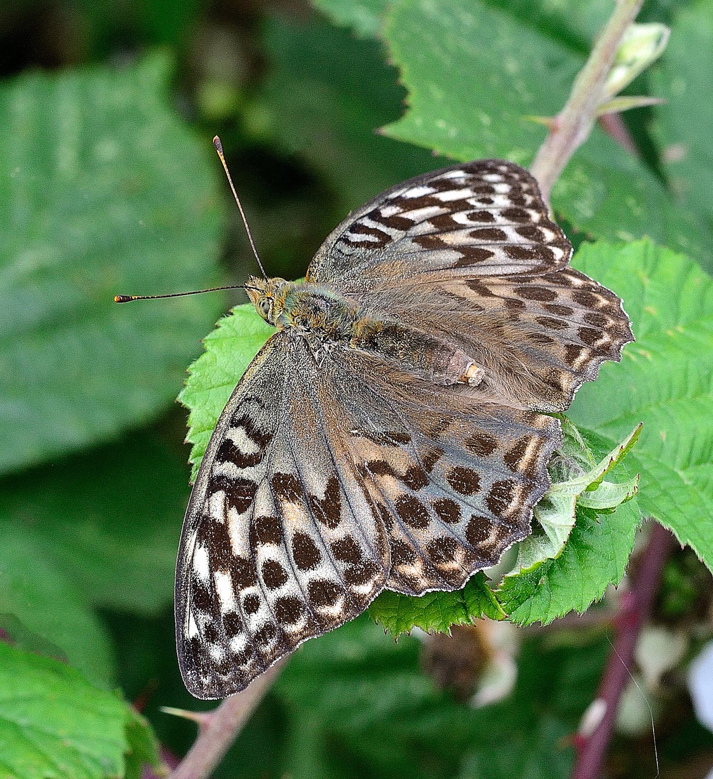 Butterfly Islands: On the Lookout for Something Special.