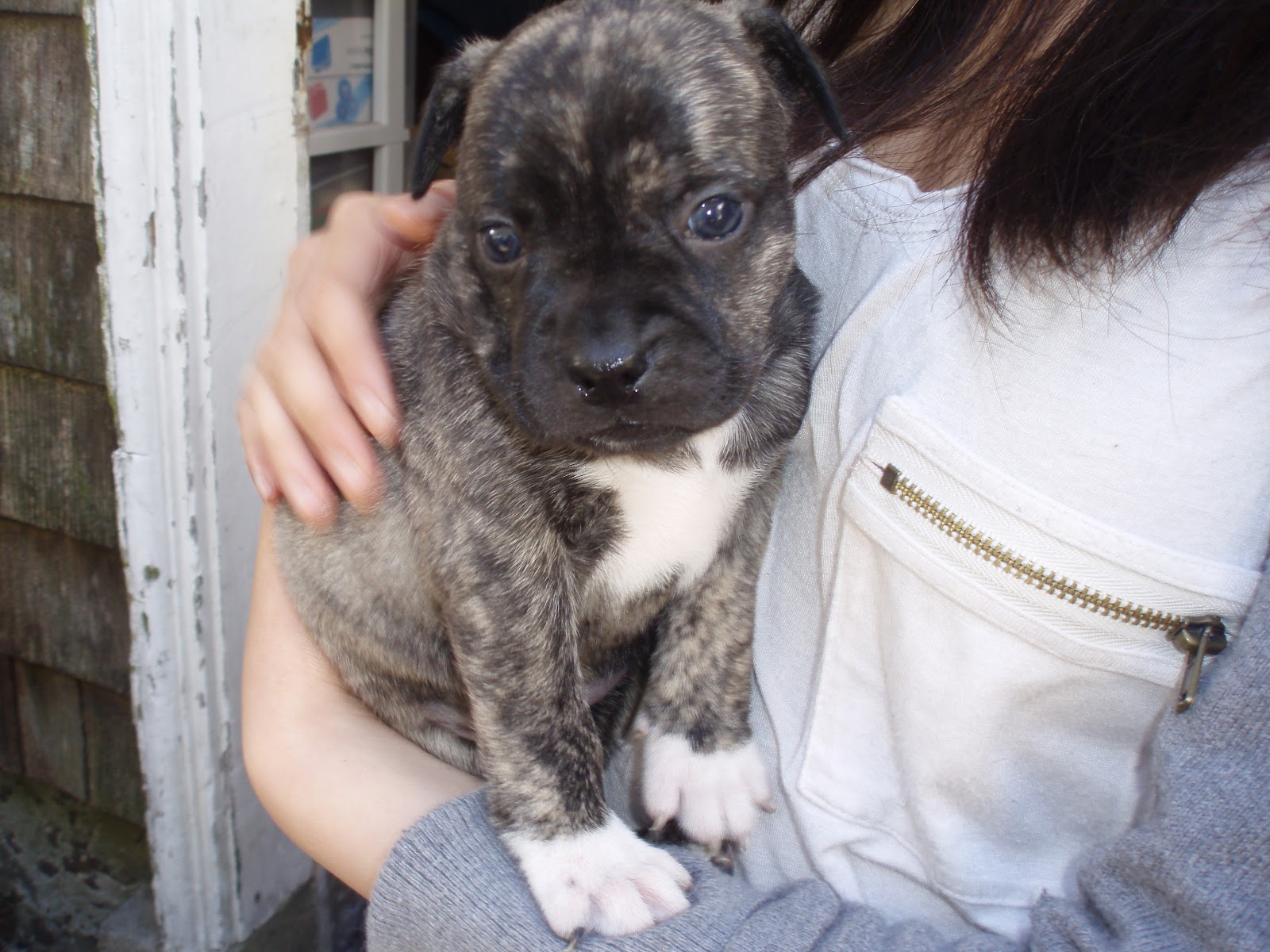 Nine reasons to rejoice!: Meet the MUGGINS (min pin-pug mixes!)