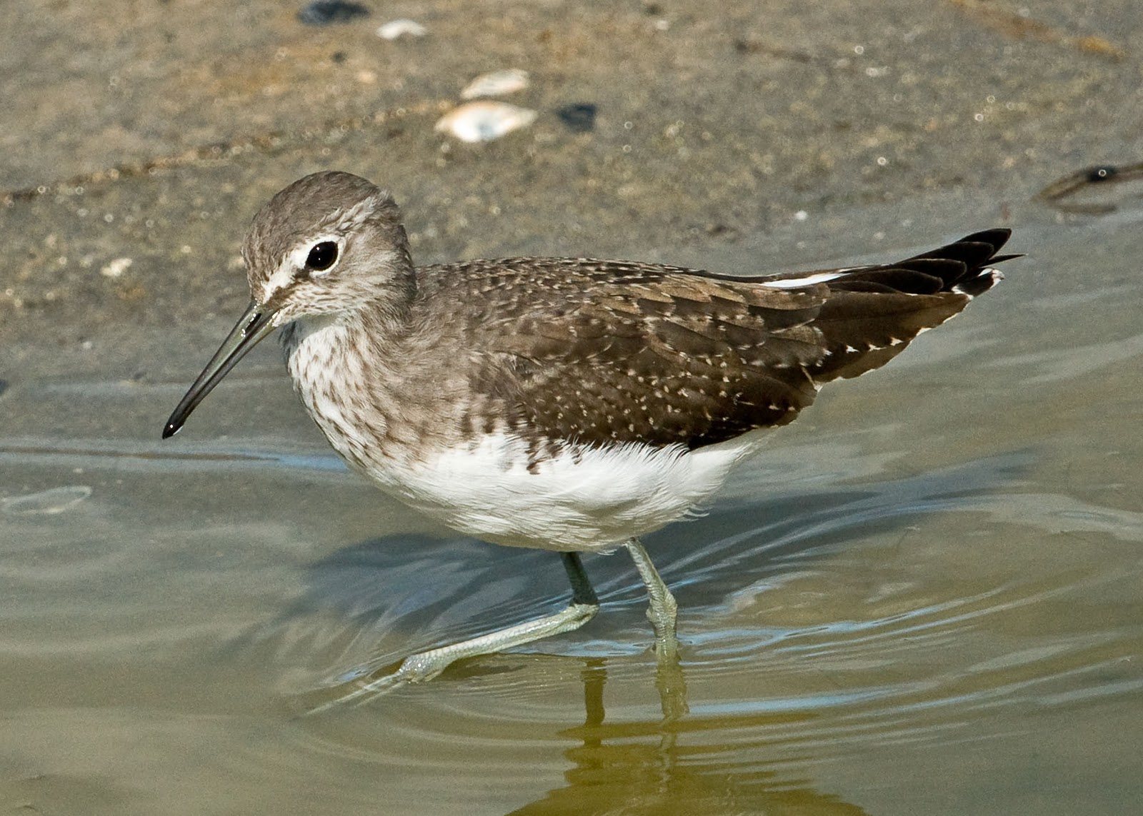 Greater Kent Birder: September 2011