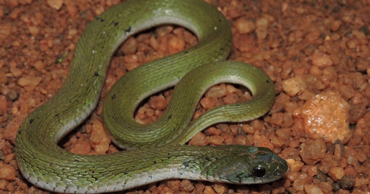 Green Keelback/පලාබරියා (Rhabdophis plumbicolor-Cantor, 1839)