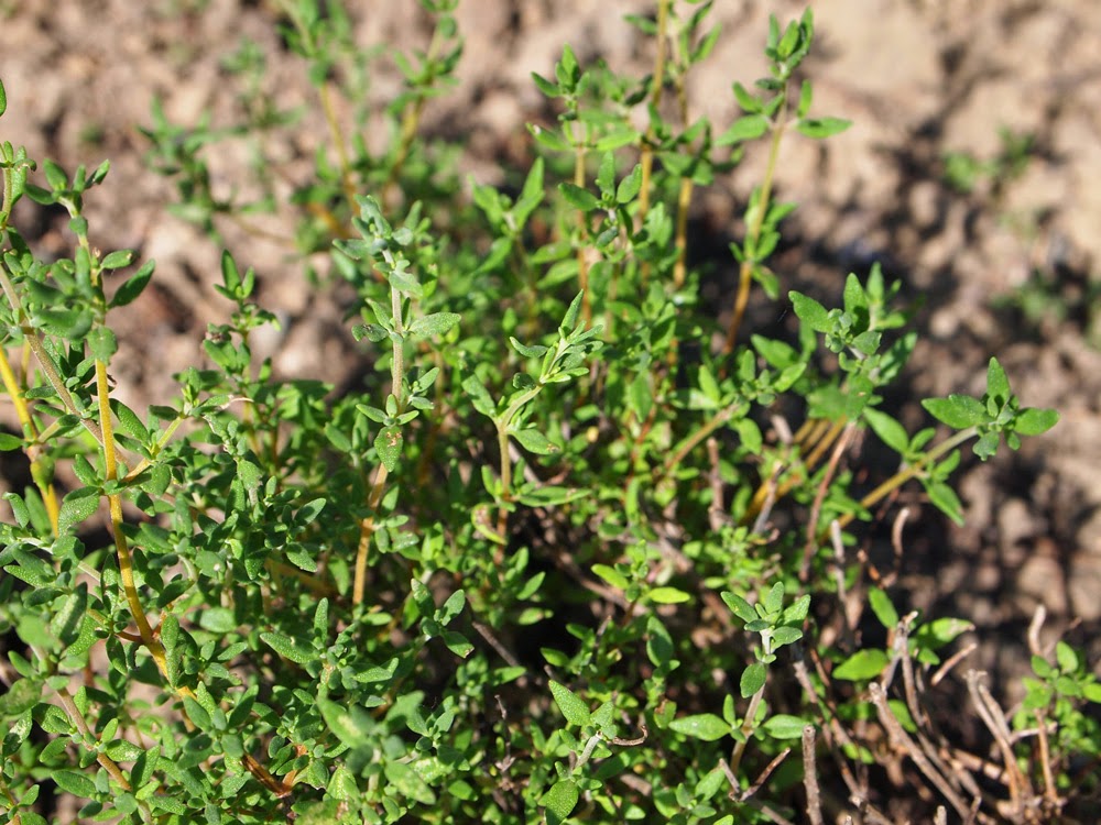 Čerstvé zelené koření: TYMIÁN