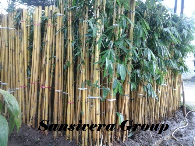 Jual bambu panda kuning | Harga bambu hias murah | Tukang taman ...