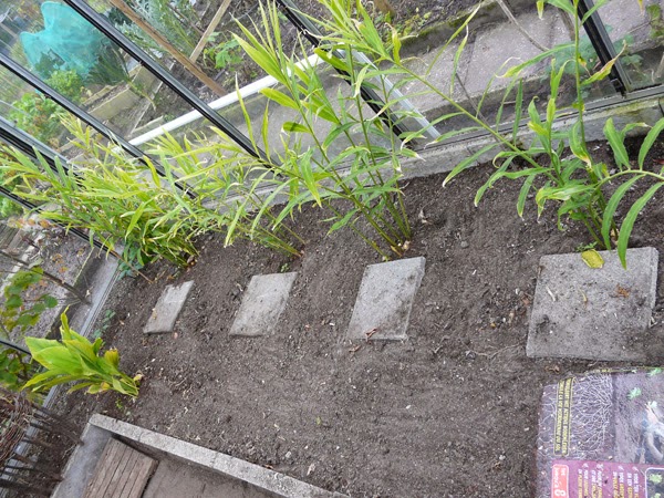 huis-tuin-en-keuken: C: Gember kweken en oogsten