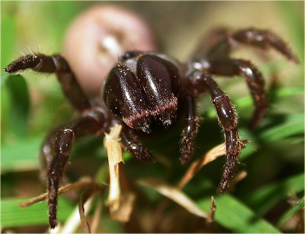 Arachnerds: Purse Web Spider - Atypus affinis