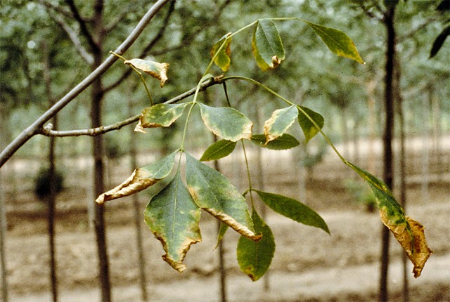 MENGENAL PENYAKIT LAYU KOPI (COFFEE WILT DISEASE)