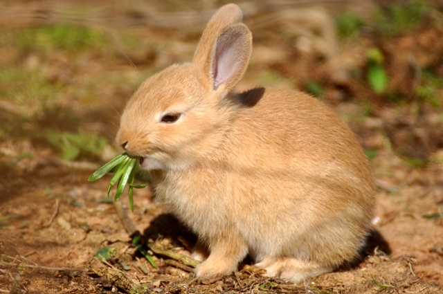 Maltese Nature: How the wild rabbit was tamed