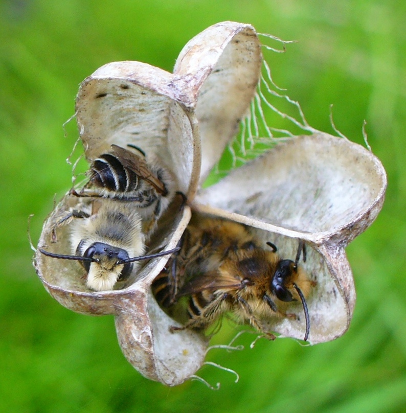 Dave Hubble's ecology spot: Bee-boys makin' with the freak freak
