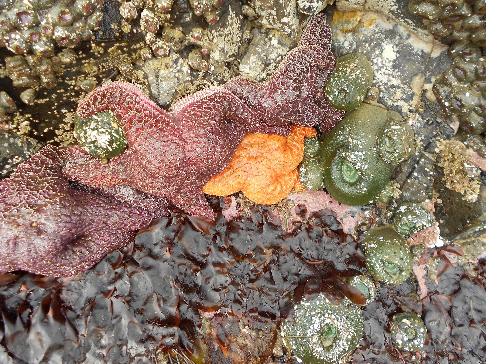 Life in the Intertidal Zone