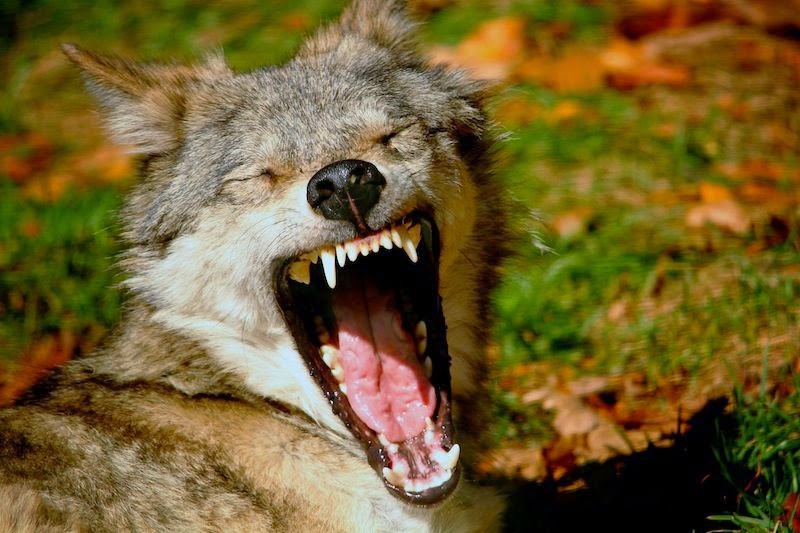 White Wolf : Scientists Claim That Wolf Yawning Is Contagious. Let's ...