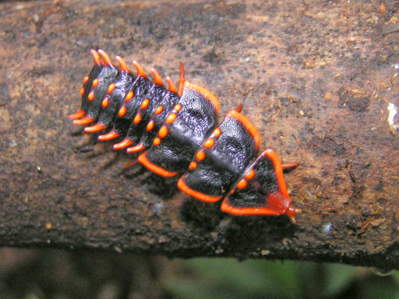 ShukerNature: TRILOBITE BEETLES, CETI EELS, AND THE BEAST OF BRUNEI