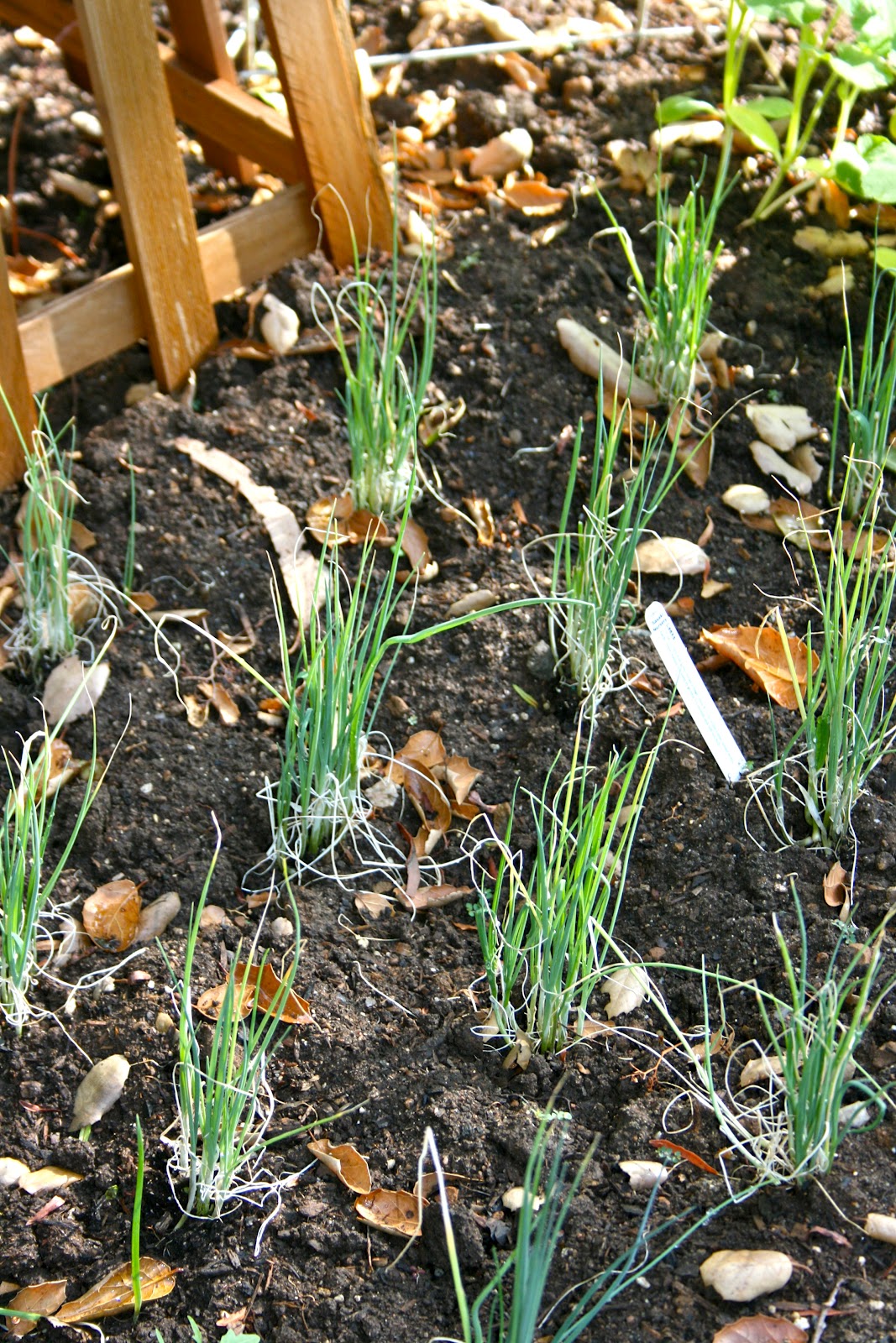 The Polished Pebble: Early Autumn Gardening