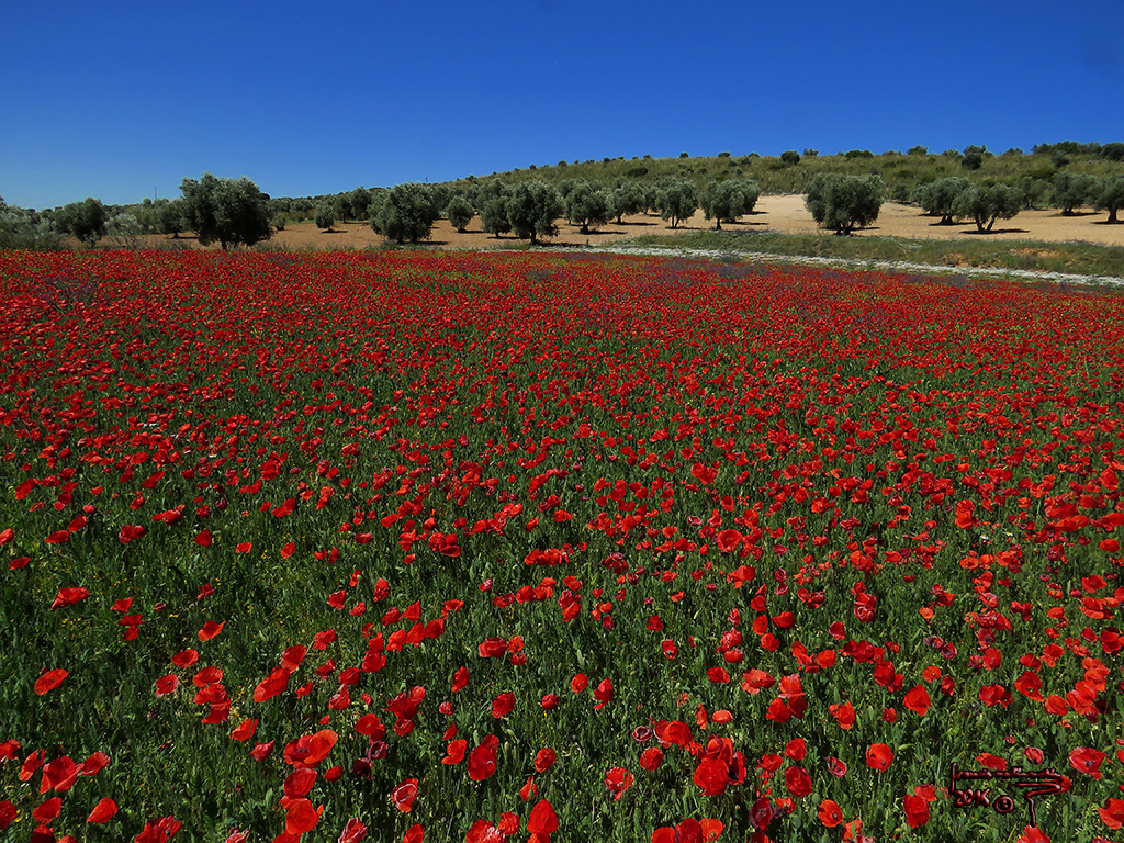 Savia y latidos en la Naturaleza: Amapola (Papaver rhoeas) Linneo 1753