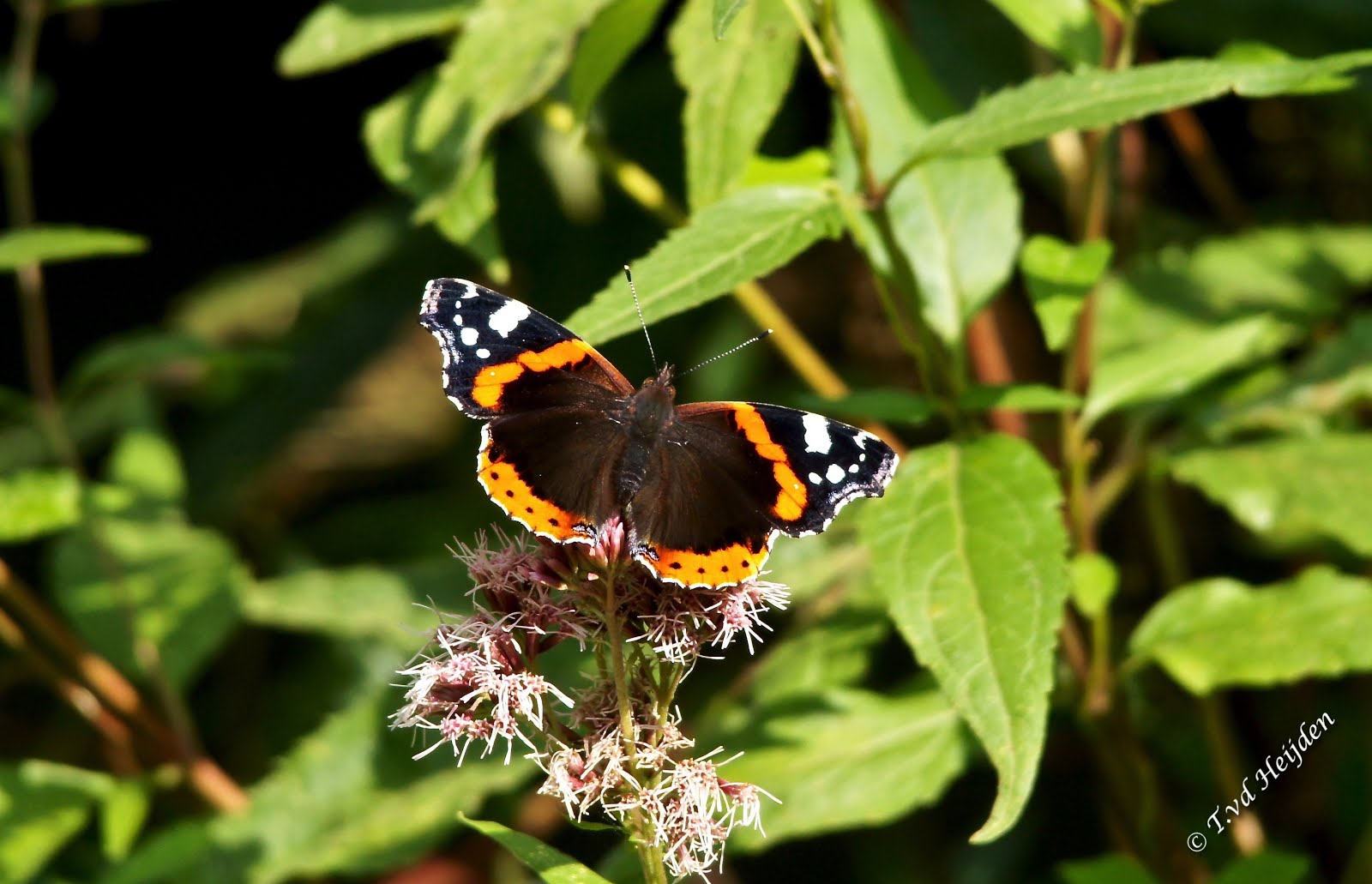 Theo’s Natuur Momenten: DE INSECTEN VAN HET KEMPEN~BROEK