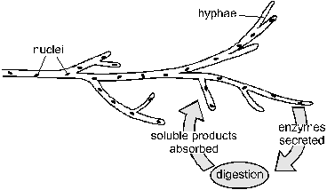 Senior Biology: Digestion