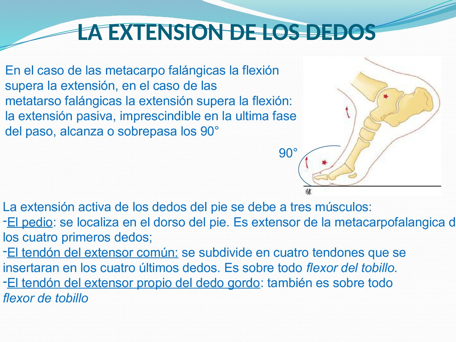 Consultorio Privado de Kinesiología y Fisioterapia: Biomecánica del Pie Consultorio Privado de Kinesiología y Fisioterapia: Biomecánica del Pie