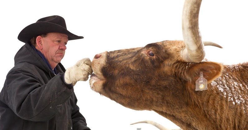 THE WESTERNER: “FitBit” for cows to debut at National Western Stock Show