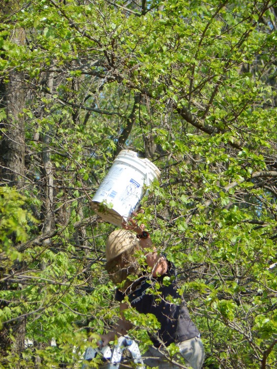 Thy Hand Hath Provided: Catching Spring Swarms (With Lots of Pictures)