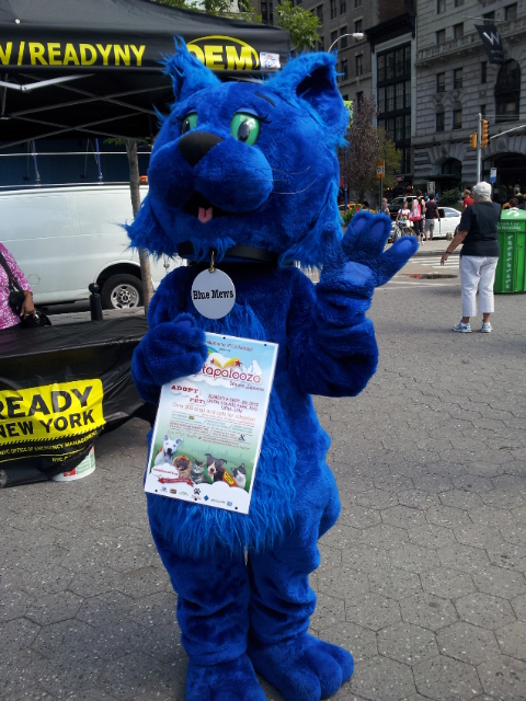 City Kitties: Adoptapalooza