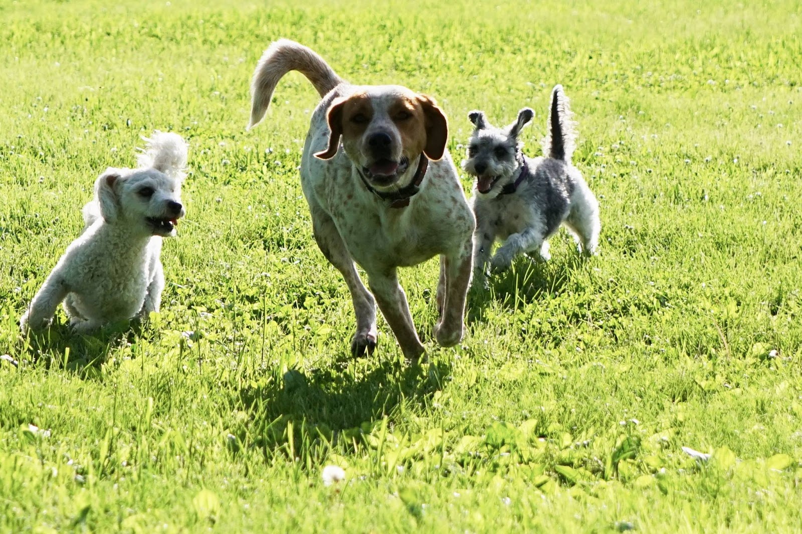 Berkeley Humane Blog: Dogs Playing Together: The Good, the Bad, the Ugly