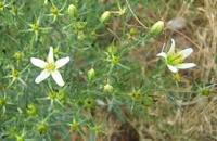 Herbs-Treat and Taste: SYRIAN RUE- POSSIBLY THE SOMA OF THE ANCIENTS ...