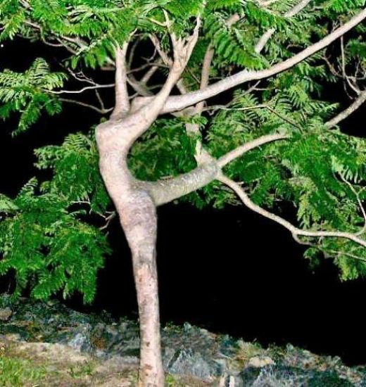 FASHION FADE STYLE IS ETERNAL: Amazing Dancing Tree